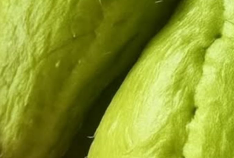 Benefits and Uses of Chayote Juice: A Refreshing Boost for Your Health ...