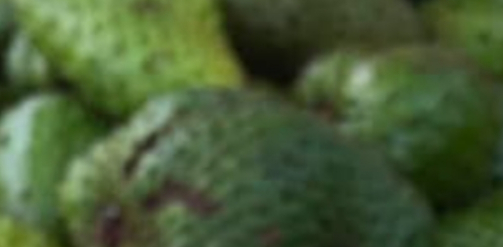 13 Amazing Health Benefits of Graviola – Easy Recipes